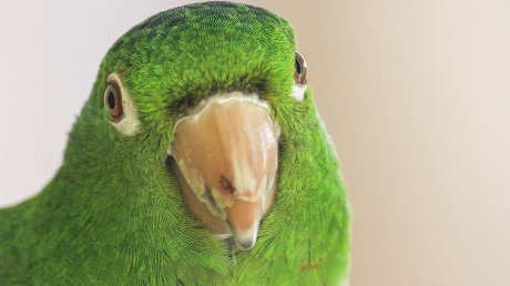 Veterinary Professional Certification Program – Avian - Fear Free