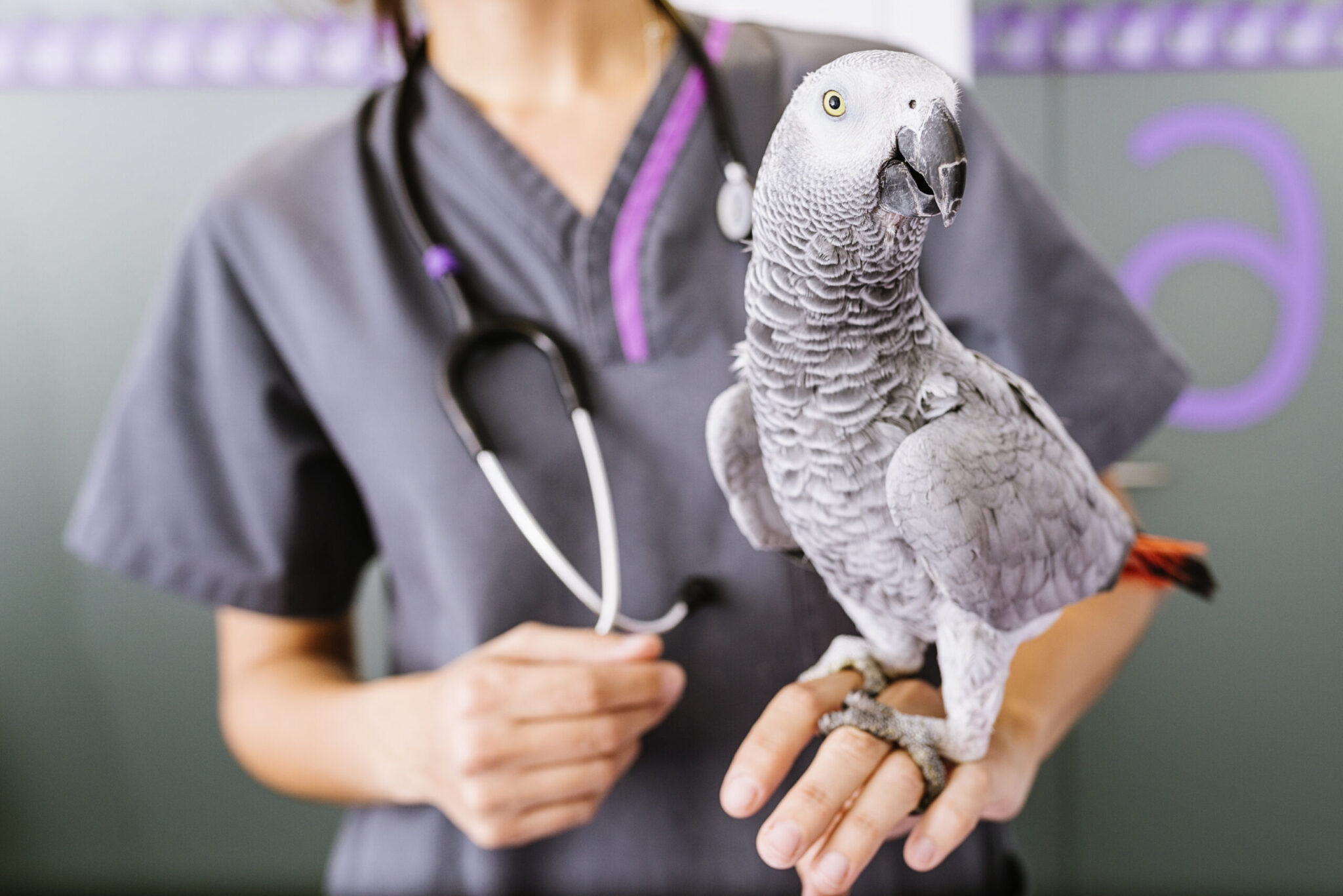 Addressing Fear & Aggression in Avian Patients: A Constructional ...