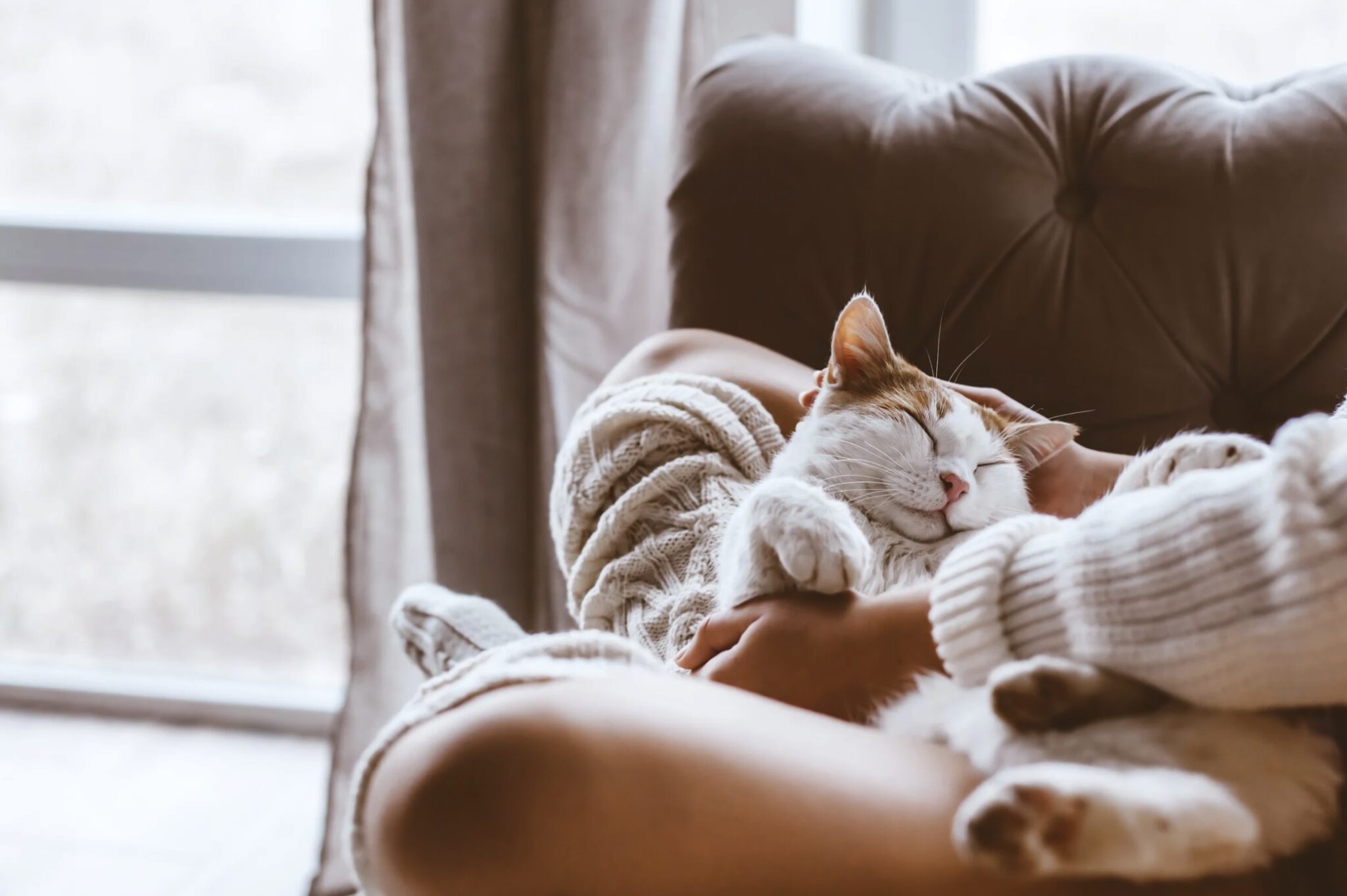 Purrfect Protection: Preventing and Managing Feline Infectious ...